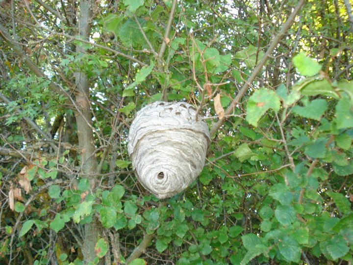 La colmena natural de abejas