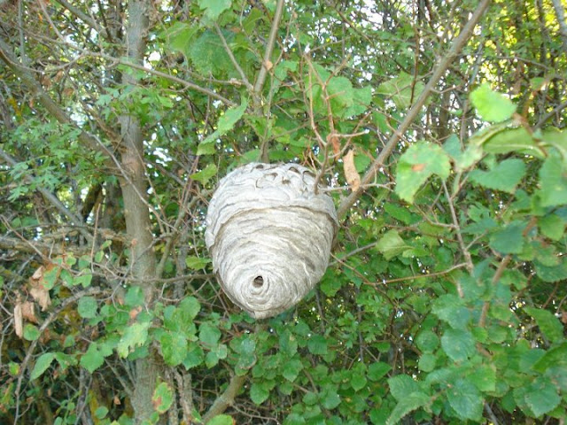 La colmena natural de abejas