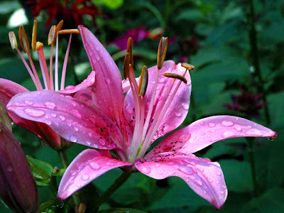 Lily Flower, the Legendary Beauty In Indonesia - Life Is Beautiful