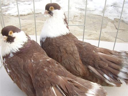 Castaniu de Craiova | Rase-de-Porumbei-ro