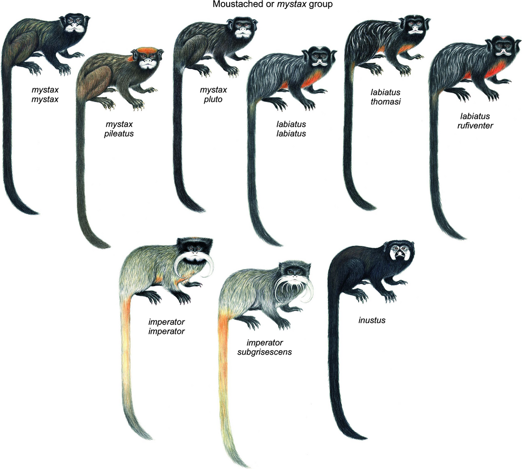 Species New to Science: [Mammalogy • 2016] Taxonomic Review of the New ...