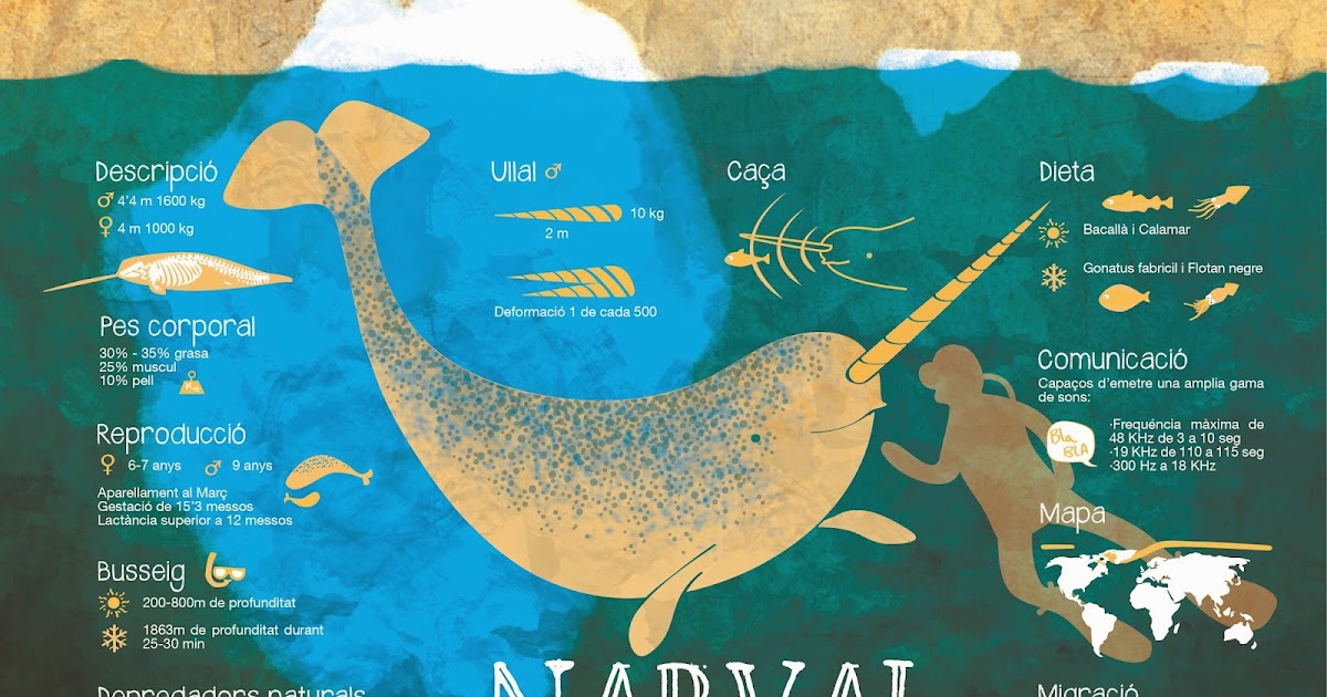 CLARA FORT: Infografia Narval