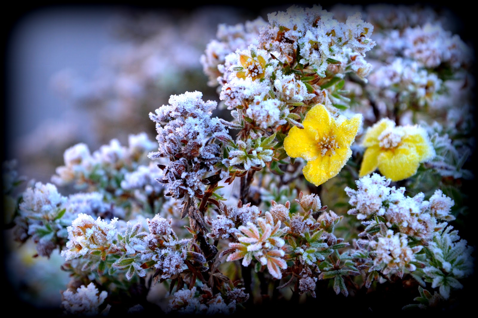 Michelles Verden: Frost-billeder
