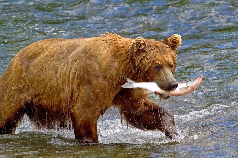 Foto Beruang Coklat Berburu Ikan Salmon di Air Terjun Sungai Brooks ...