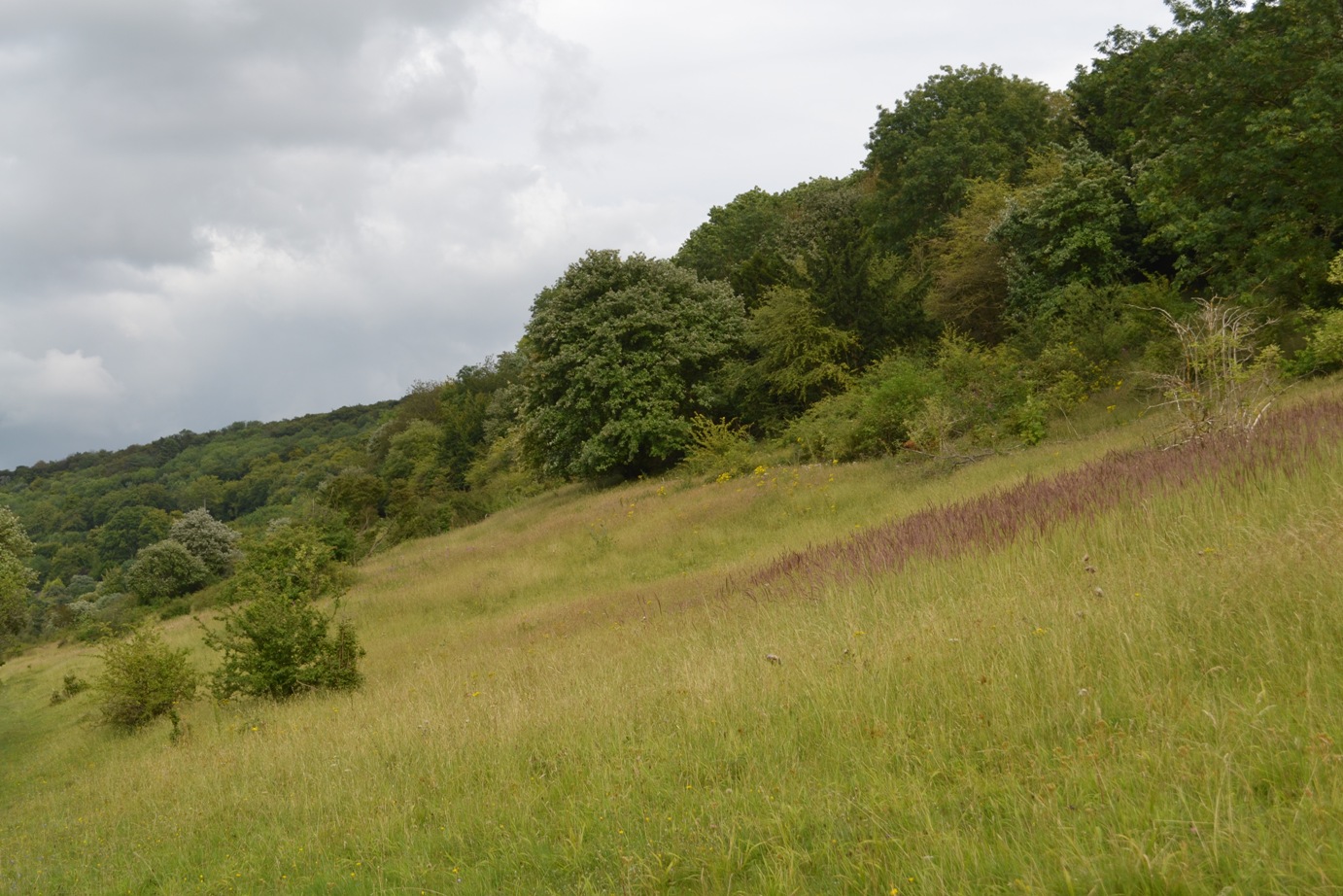 Walks among Flowers: Oxfordshire: Chiltern Escarpment: Aston Rowant to ...