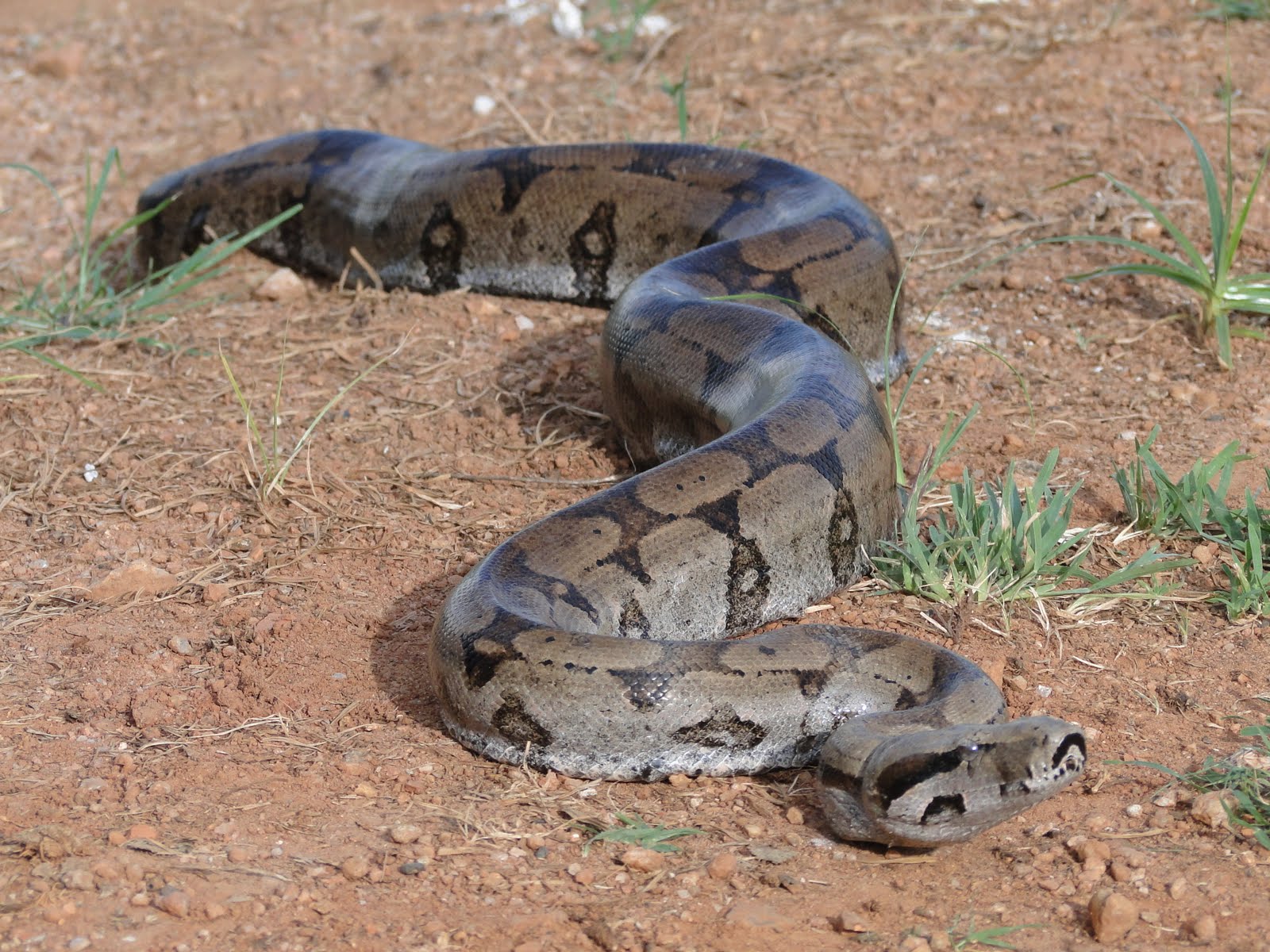 Blog do Ademir Carosia: JIBÓIA