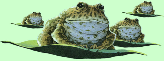 Bailey Scott LAE 3414: Tuesday- Picture Book 3