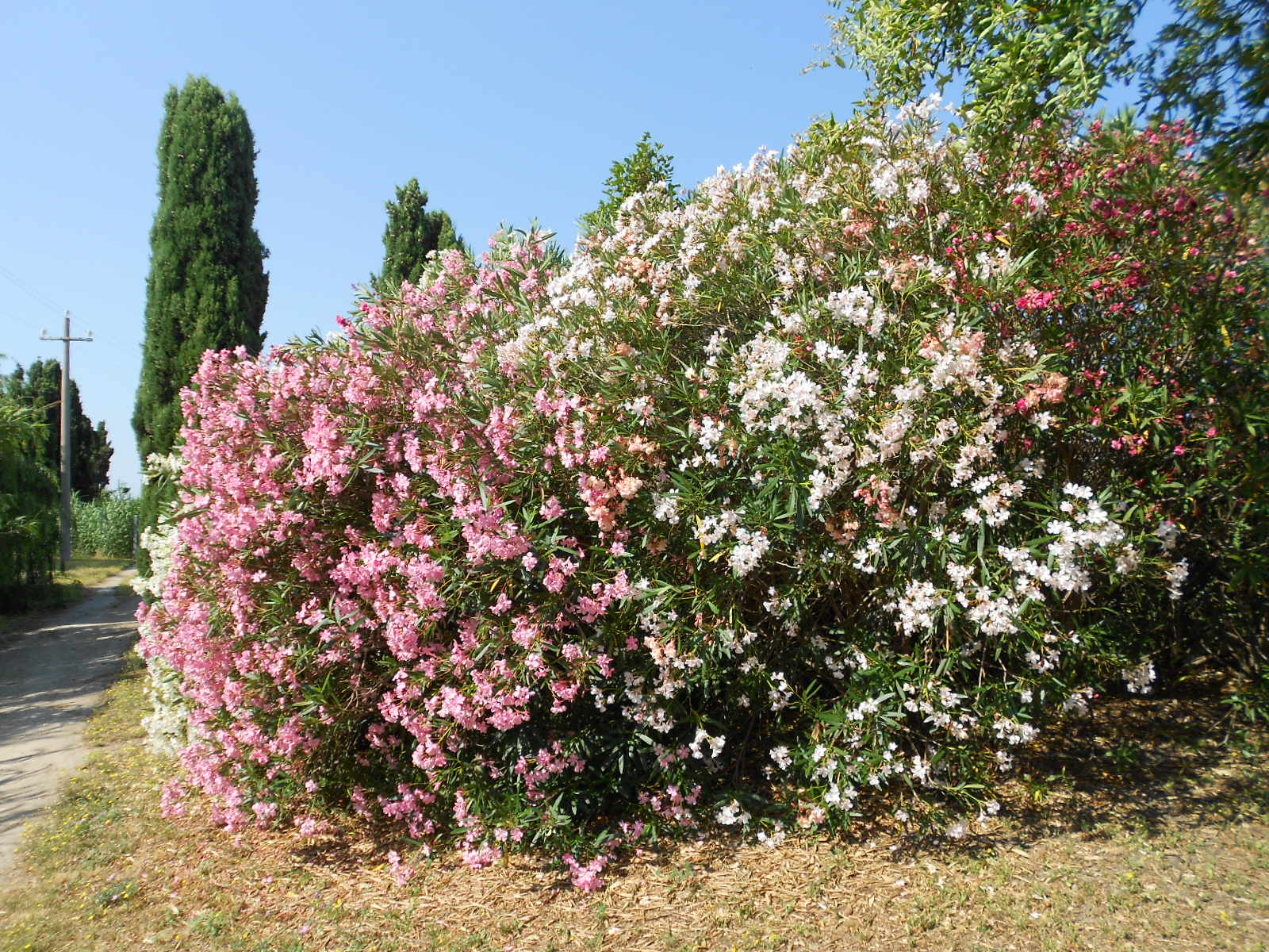 ARBUSTI E PIANTE: Oleandro (Nerium oleander).