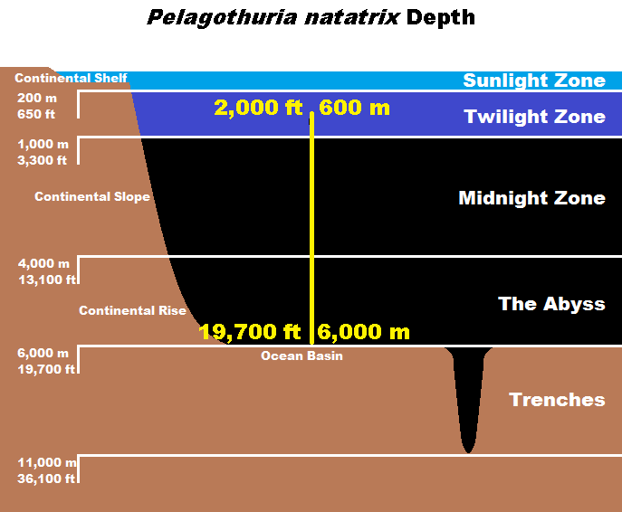 Real Monstrosities: Pelagothuria natatrix