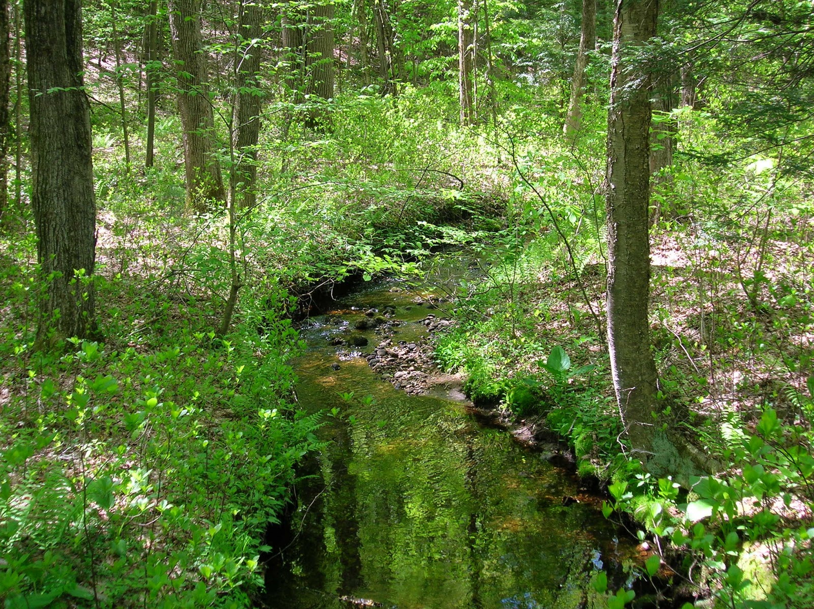 Small Stream Reflections: A Tiny Stream In The Woods