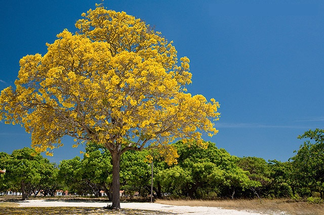 Tak Hanya Sakura, Inilah 7 Pohon Berbunga Indah di Dunia - Blog Gado Gado
