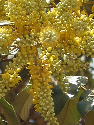 FLORES QUE ENCANTAM O MUNDO: FLORES E SUAS DEFINIÇÕES Racemo ou racimo ...