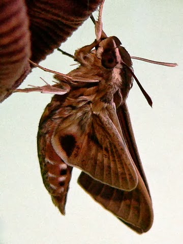 A Photo's Worth: White-lined sphinx moth hatch!