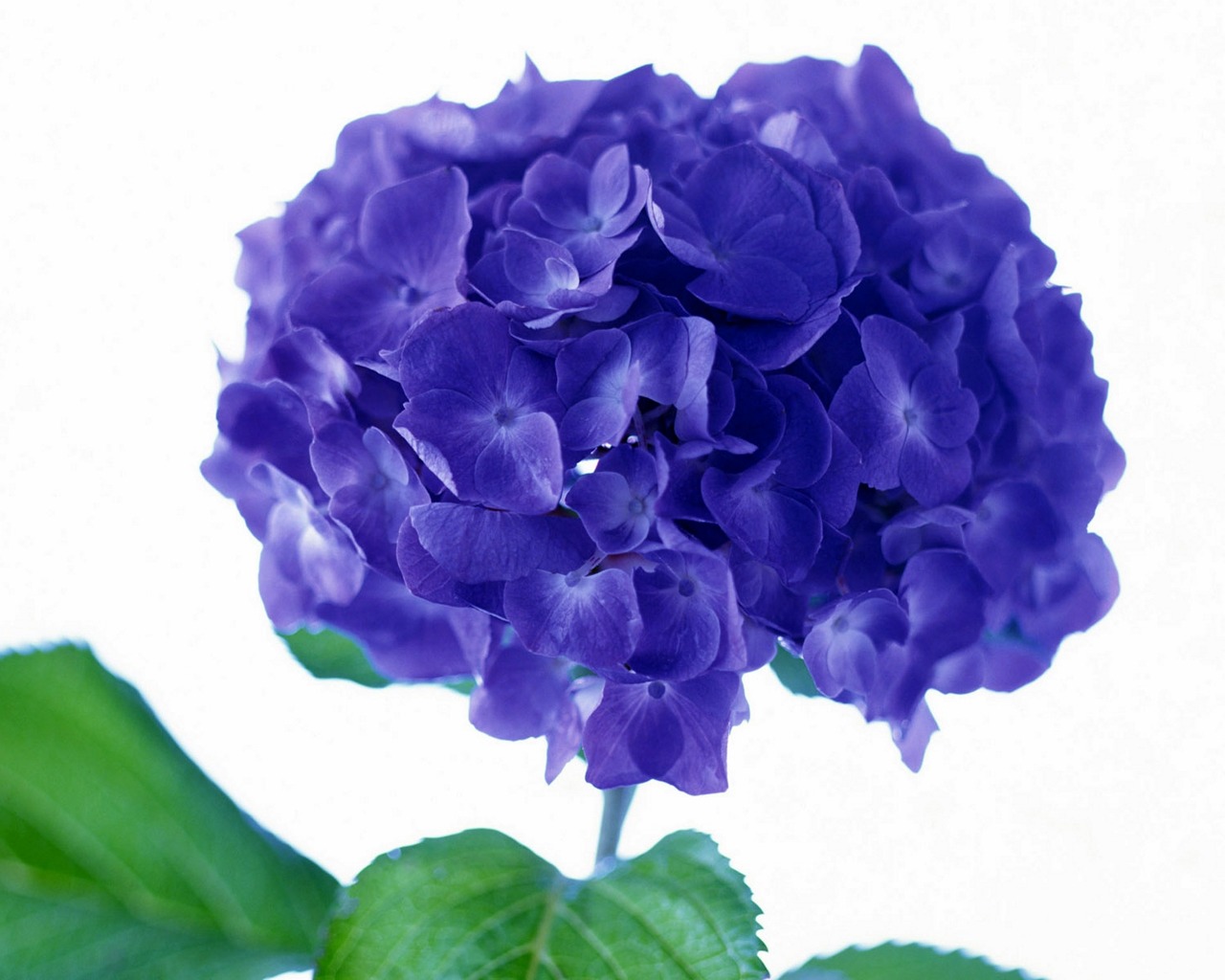 Wallpaper India: 50 Eye Catching Flowers