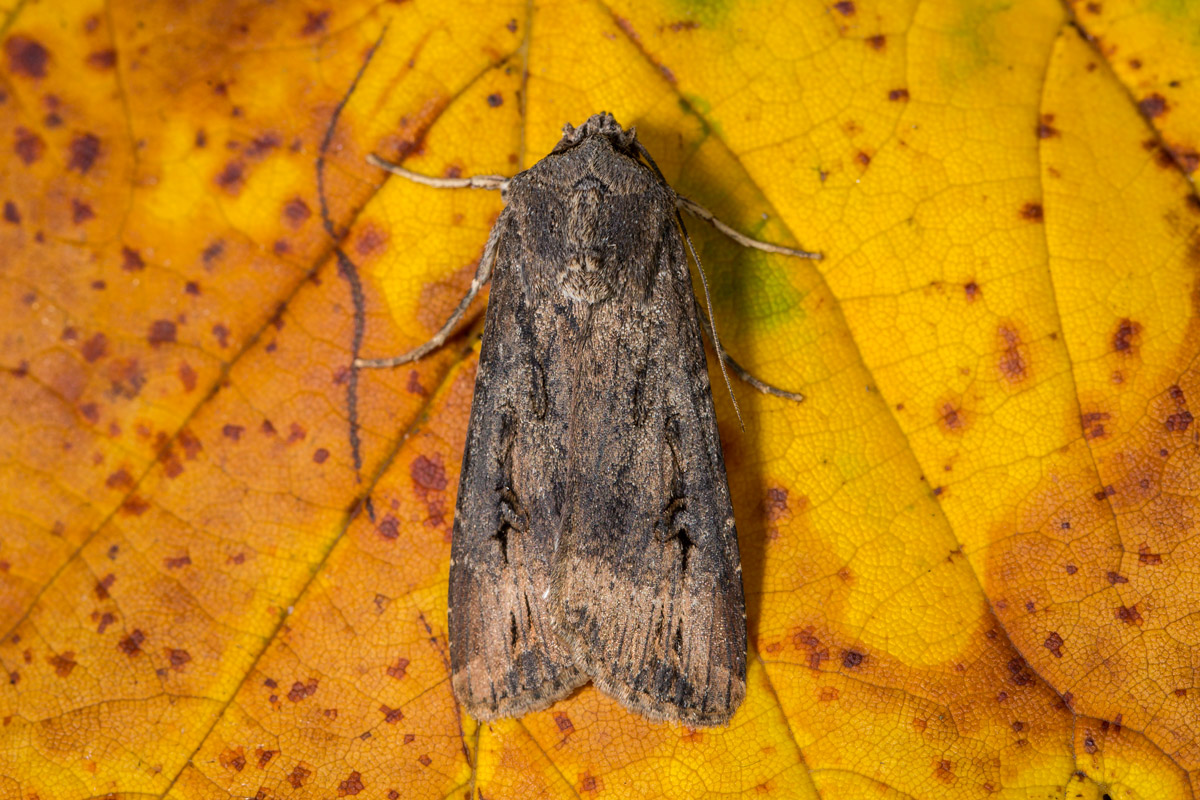Darley Dale Wildlife: Dark Sword-grass - another migrant moth