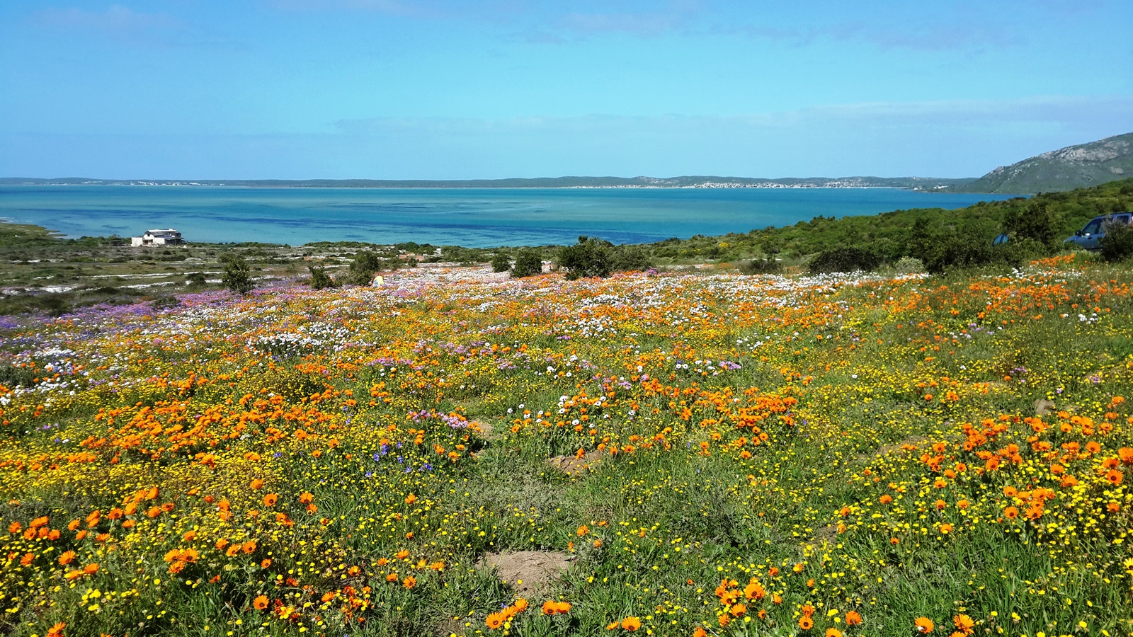 Leon Mare, Author: Fields of flowers destroyed at Langebaan.