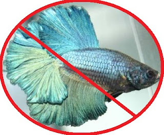 Colombian Bettas: El "Culling"