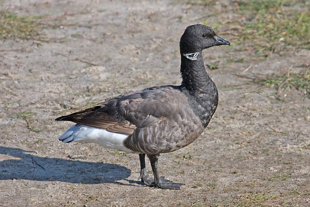 Endangered New Jersey: Atlantic Brant Study in NY and NJ