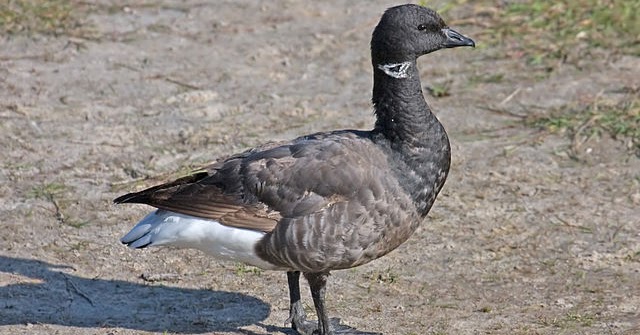 Endangered New Jersey: Atlantic Brant Study in NY and NJ