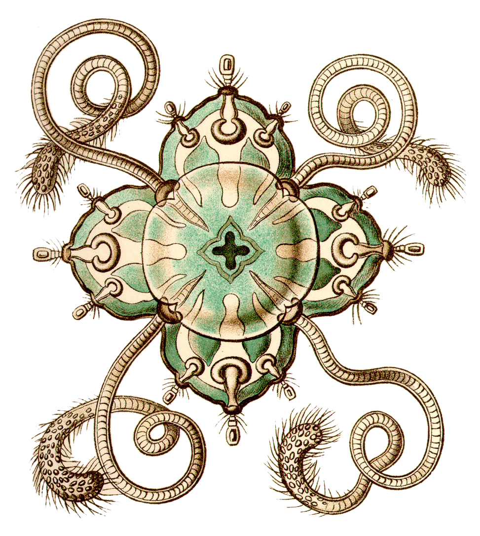 Art-Sci: Ernst Haeckel Draws a Psychedelic World