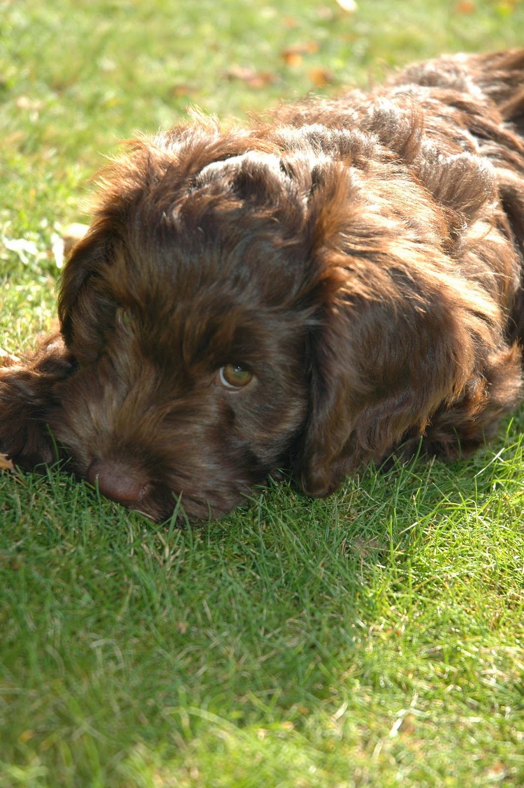 Jukee Doodles : Testimonials