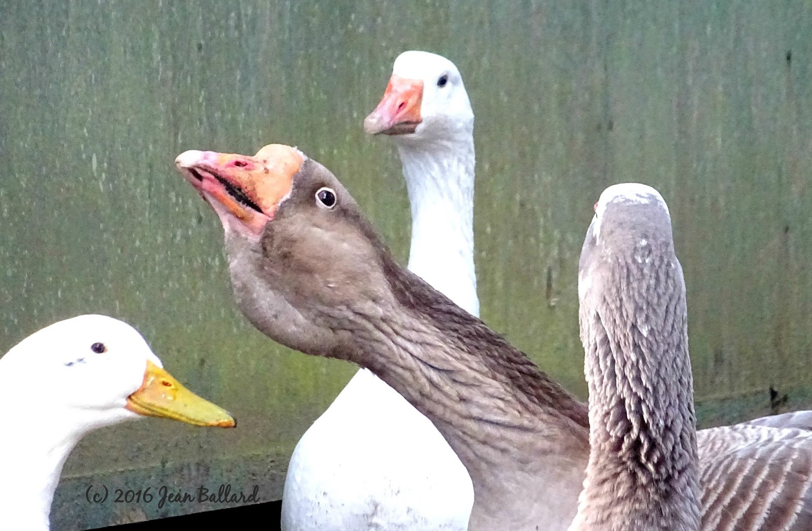 My life with the critters: Hello, Geraldine Goose!