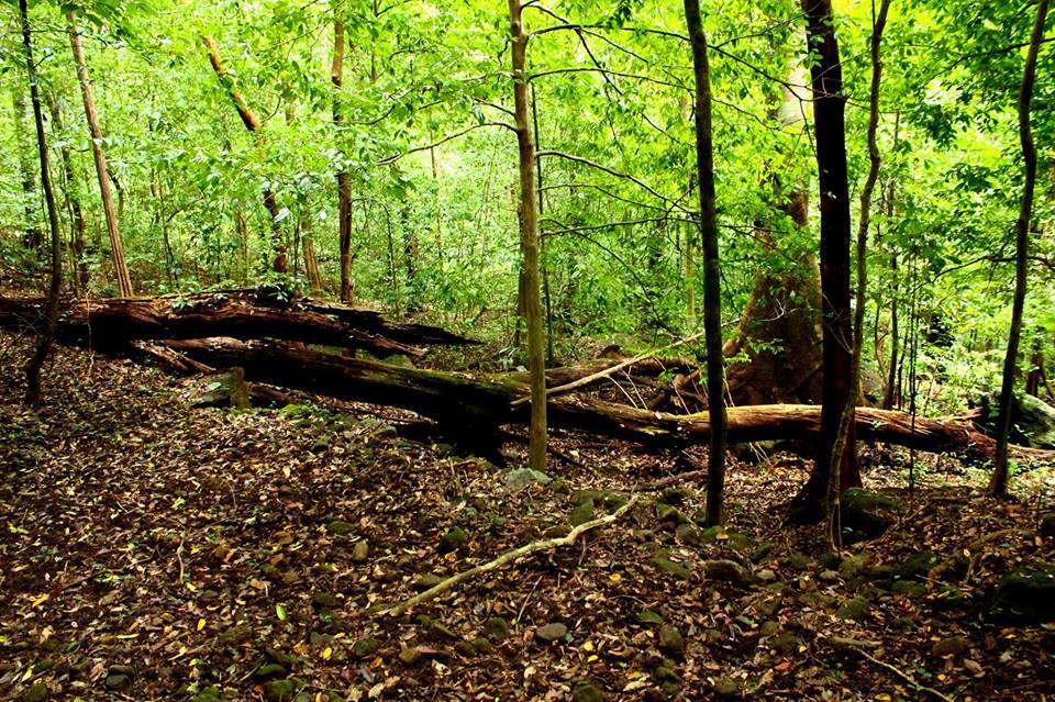 കാടിന്റെ തണുപ്പും കാഴ്ചകളുമായി ചിമ്മിണി വൈൽഡ് ലൈഫ് - Chimmini Wild Life ...