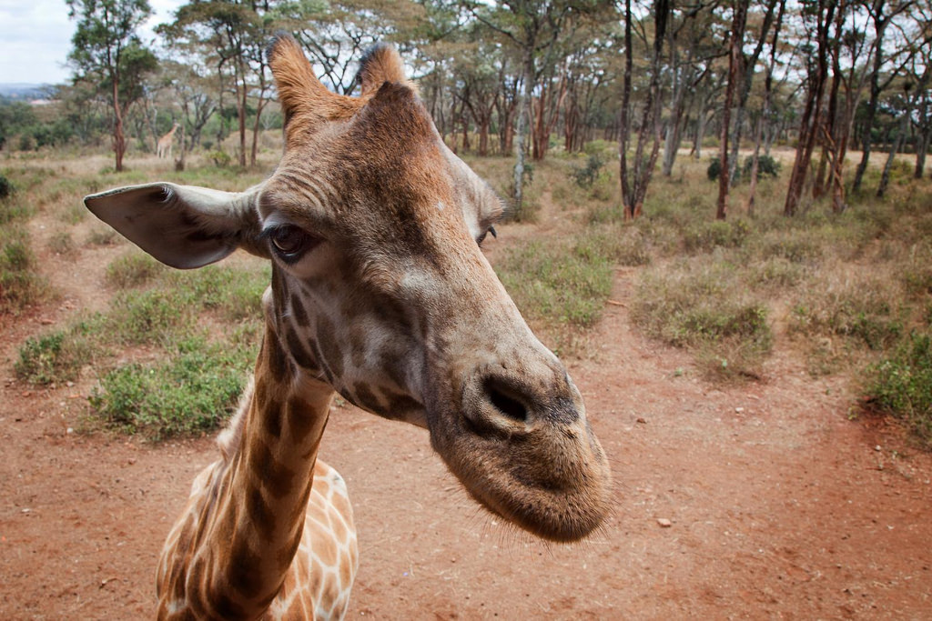 Gambar Jerapah: Kumpulan Gambar Jerapah Update