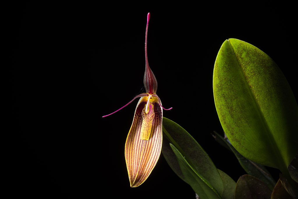 Restrepia antennifera care and culture | Travaldo's blog