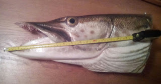 CHARLES WEISS ART: Giant muskie head carved from wood