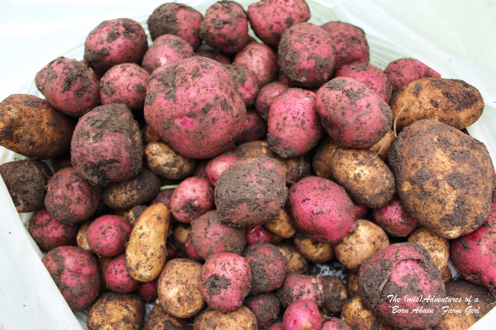 What Tators Taught Me - The (mis)Adventures of a Homesteadin' Mama