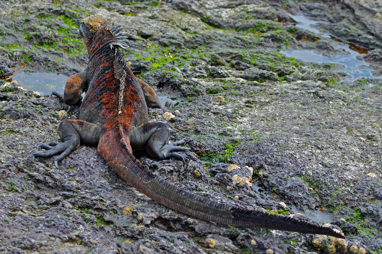Nature Photography: Galapagos Reptiles & Turtles