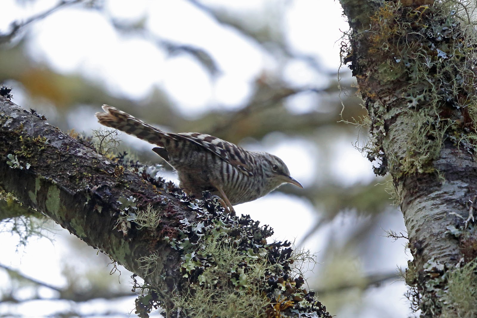 Chara enana (Cyanolyca nana)