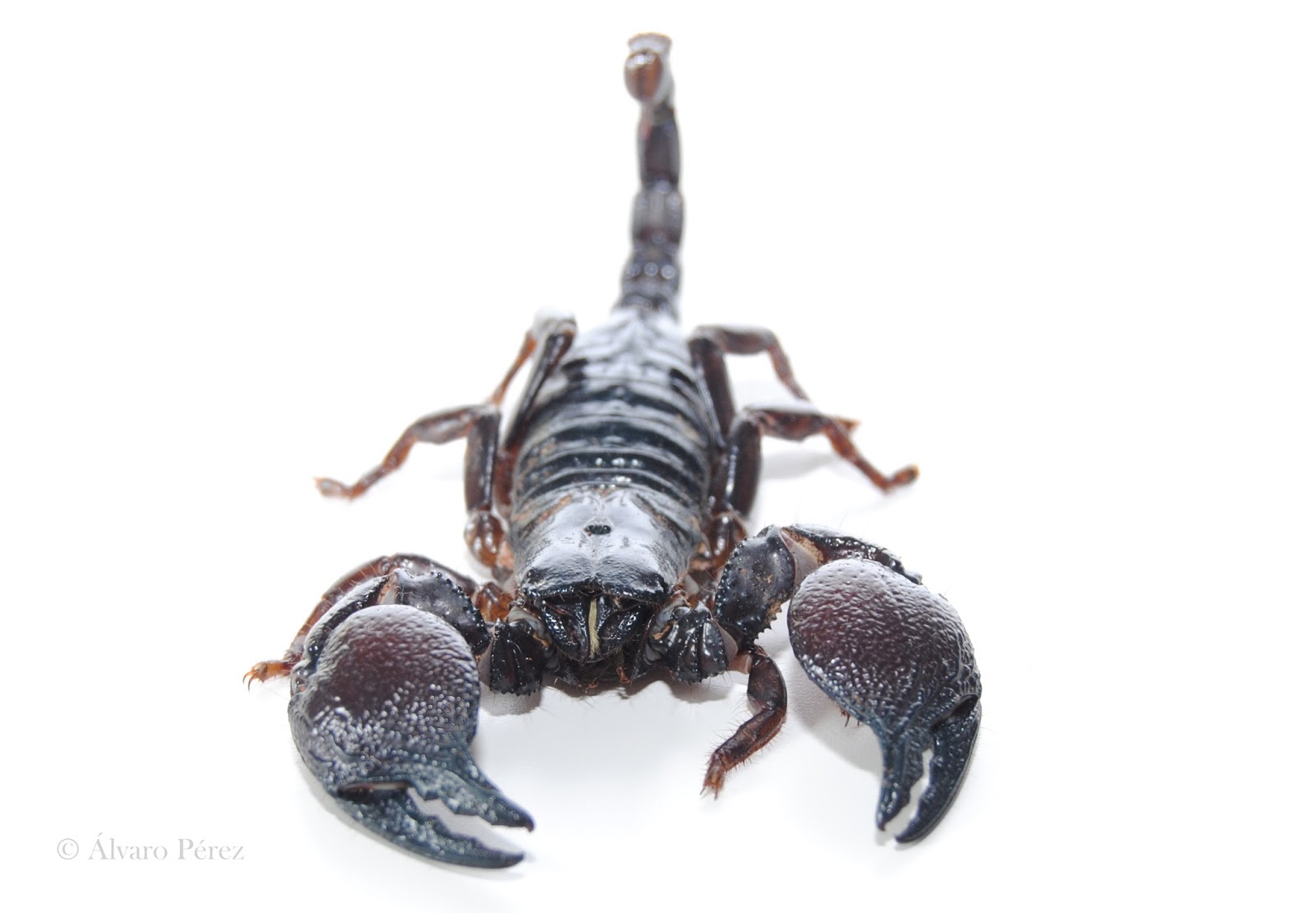 CLONOPSIS: Pandinus cavimanus