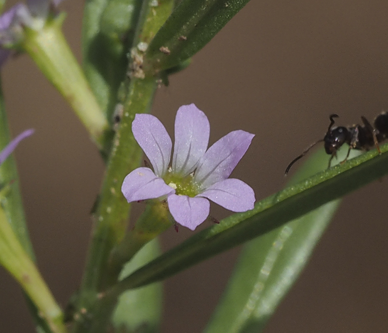 Paseos por la naturaleza: Lythrum hyssopifolia Hierba del toro