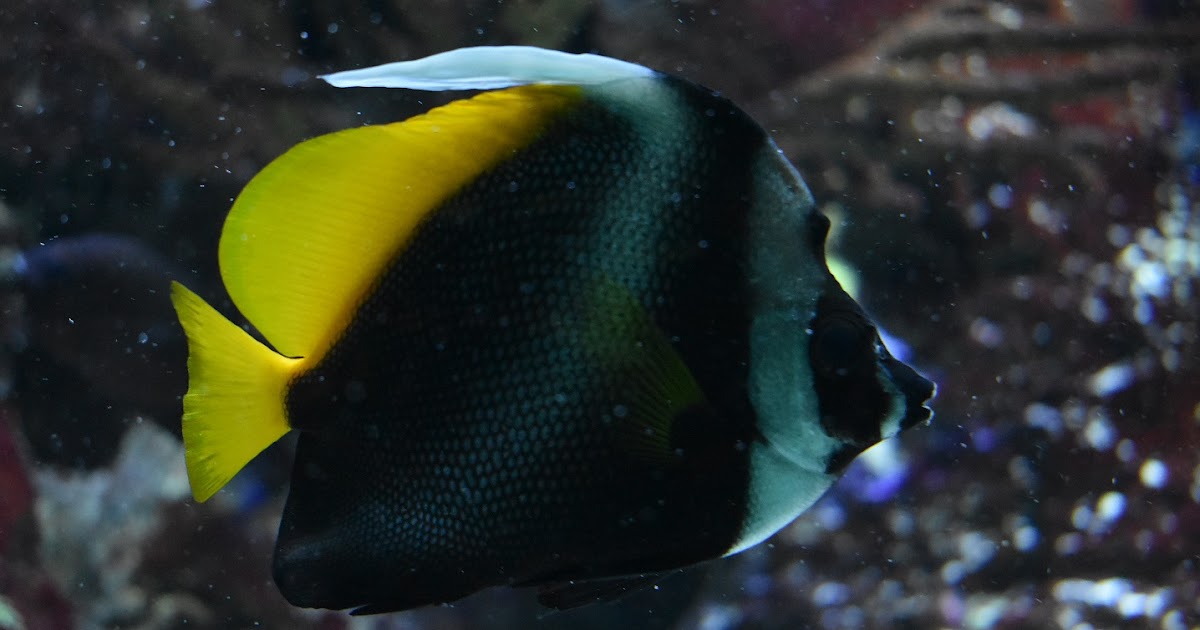 ZOOTOGRAFIANDO (6.100 ANIMALS): PEZ ESTANDARTE SINGULAR / SINGULAR ...