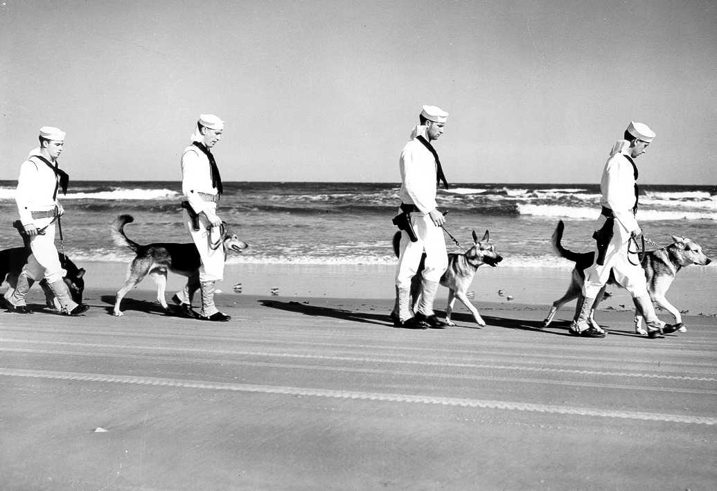 POSTCARDY: the postcard explorer: WWII Military Dogs & Poodles