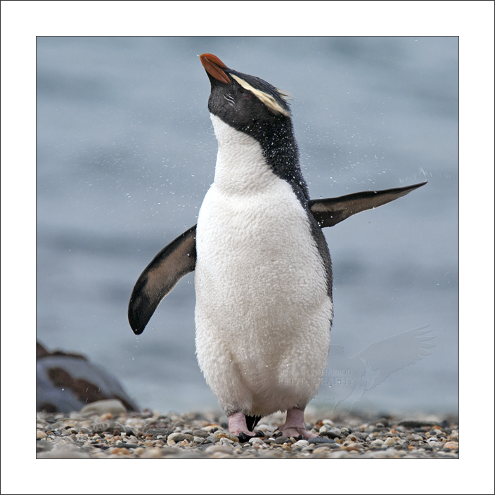 JONATHAN HARROD PHOTOGRAPHY: December 2011