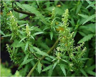 Filadelfia 1800: HACE CINCUENTA AÑOS EL PAICO Y EL ACHIOTE