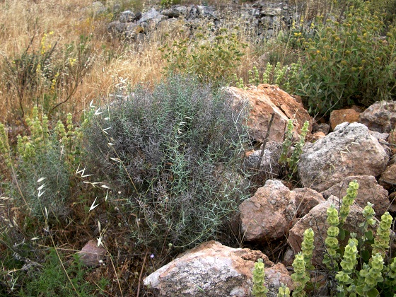 Η χλωρίδα μας: Noaea mucronata