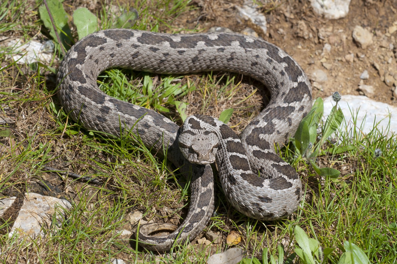 Yorkshire Field Herping and Wildlife Photography: Field Trip to the ...