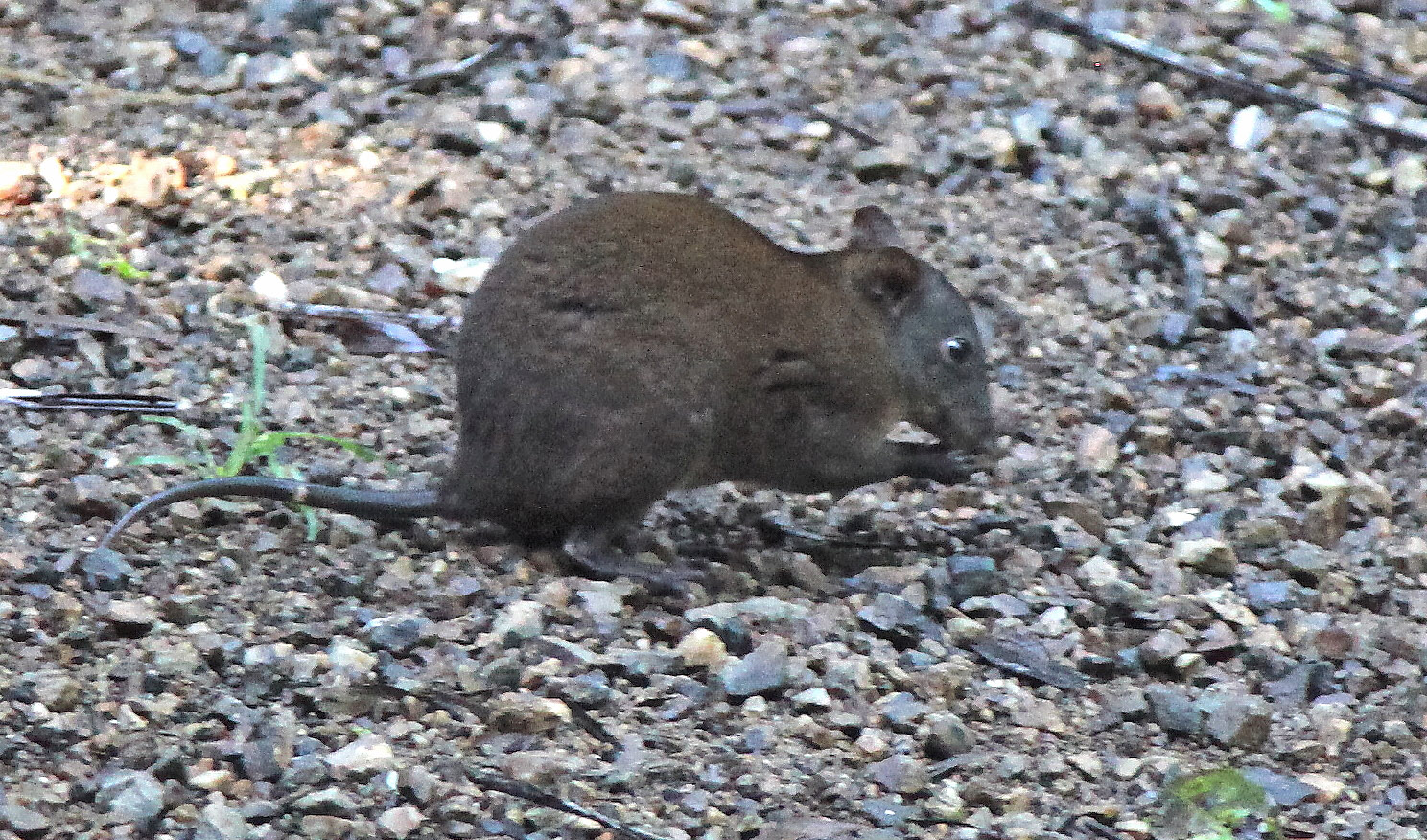 BunyipCo: The Musky Rat-Kangaroo