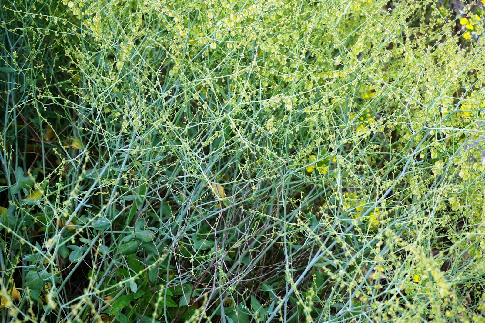 Plantas de Huerta Otea, Salamanca: Acedera redonda (Rumex induratus)