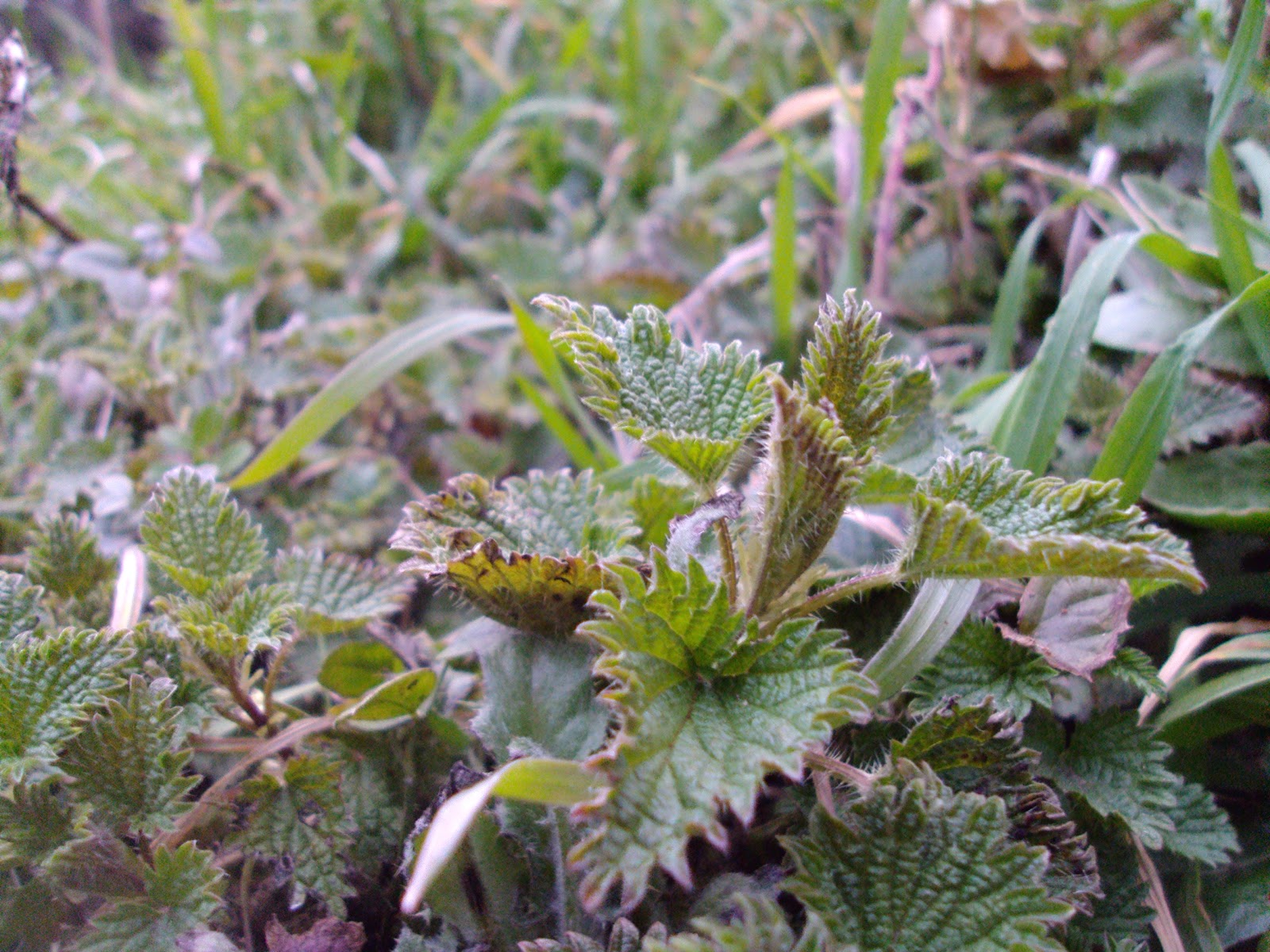 Unis Vers Nature: L’ortie nouvelle est arrivée