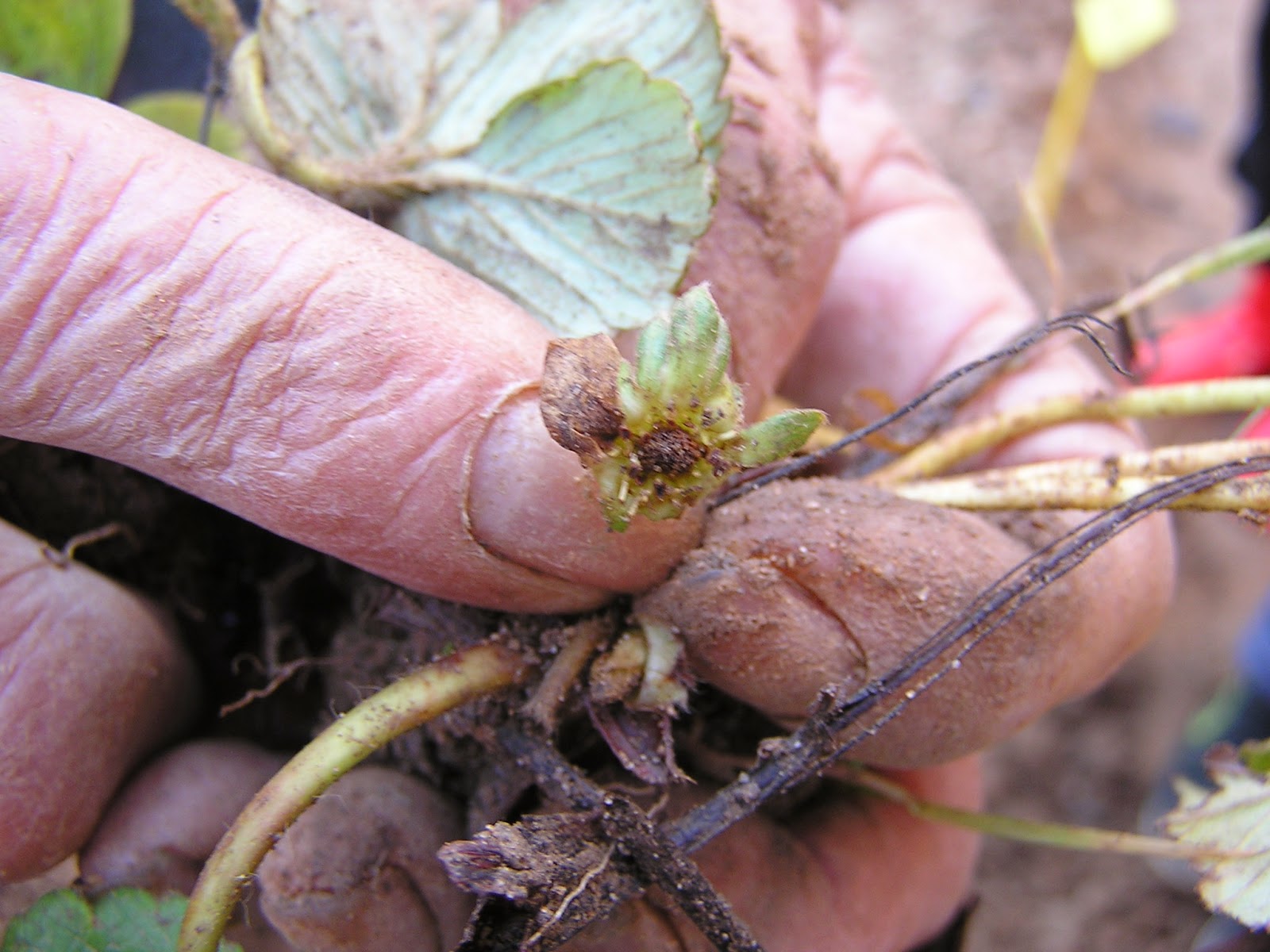 EL HUERTO DE MI ESCUELA: REPRODUCCIÓN DE PLANTAS POR ESTOLONES