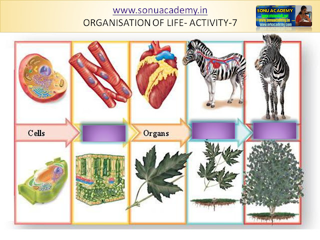 SONU ACADEMY: ORGANIZATION OF LIFE- ACTIVITY-7