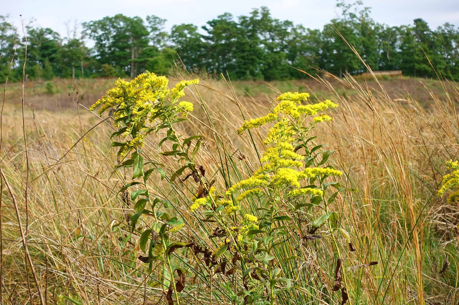 Joe's Retirement Blog: Autumn, Tidmarsh Wildlife Sanctuary, Mass ...