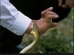 Penanganan kegawatan pada gigitan ular | PENKES