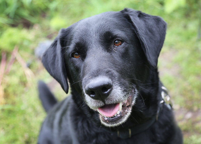 Shelter Dogs of Portland: "AMBASSADOR ODIE" labrador dream