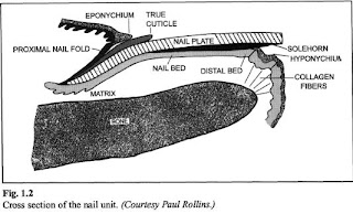 Acrylic Nail Designs